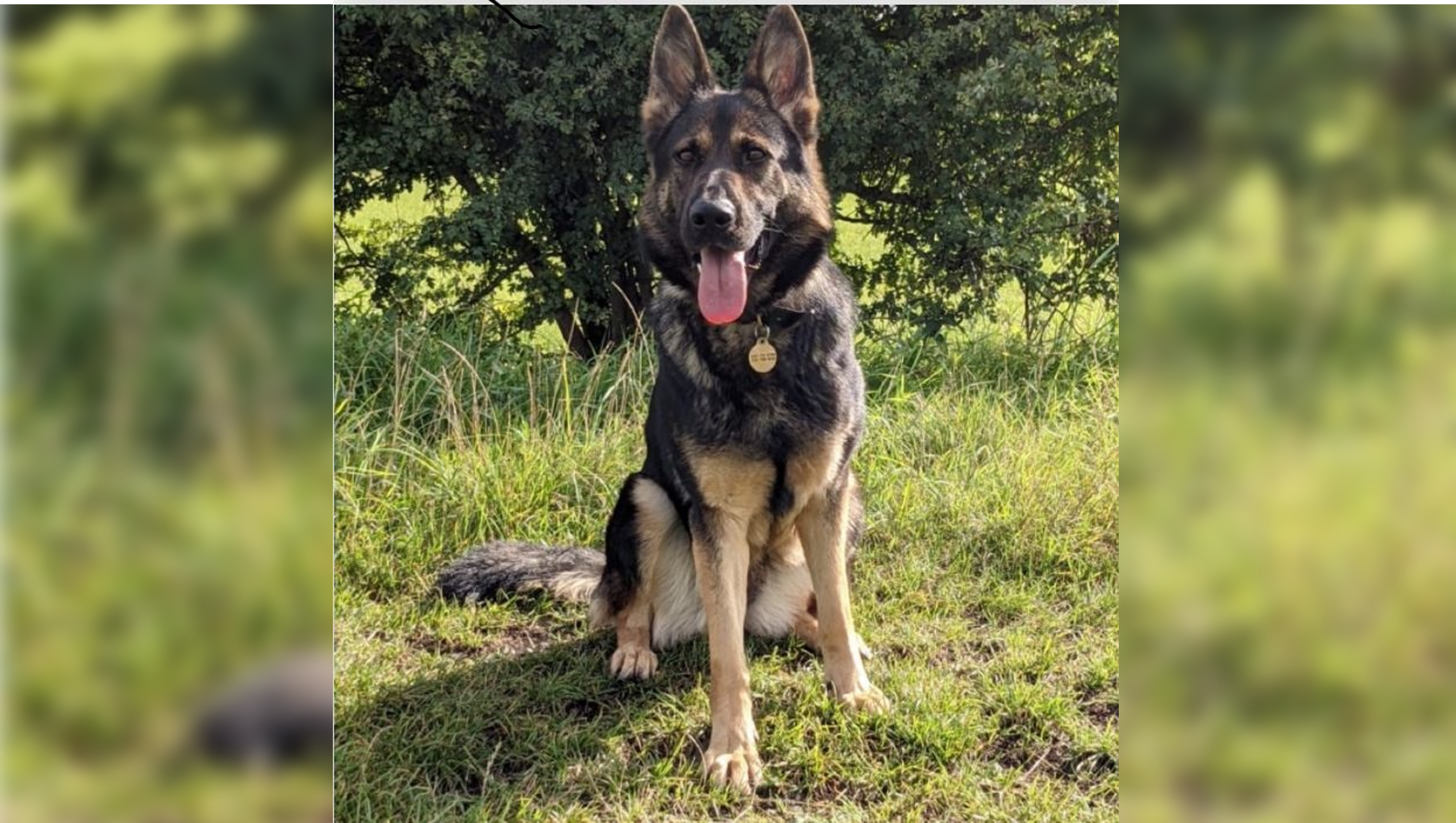 Police dog helps detain two boys at Liverpool KFC