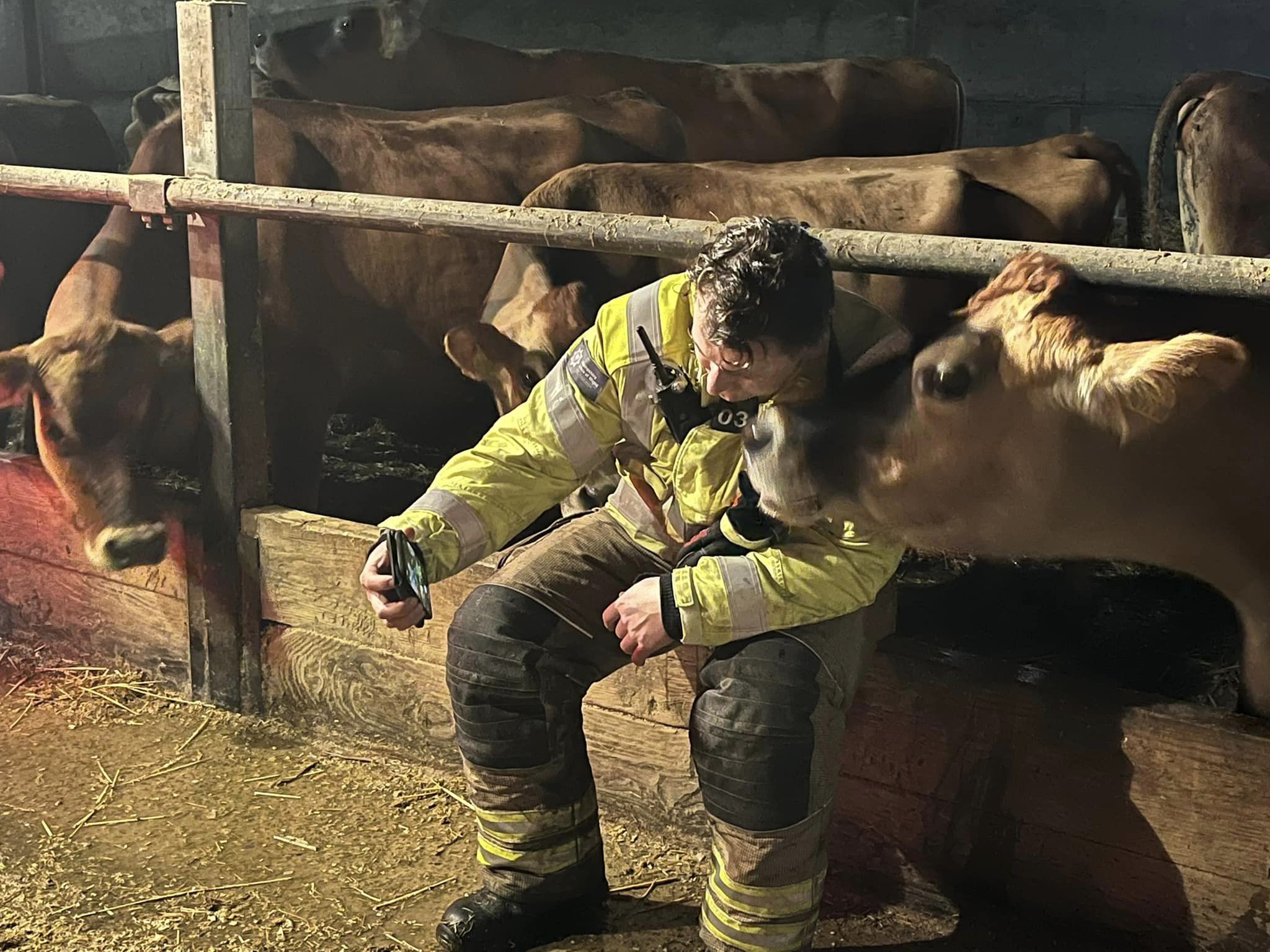 Hampshire firefighters rescue 130 dairy cows with no water | News ...