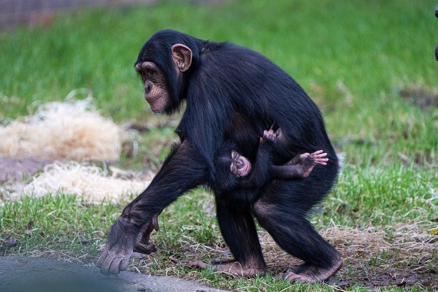 World's rarest chimpanzee born at Chester Zoo | News - Radio City