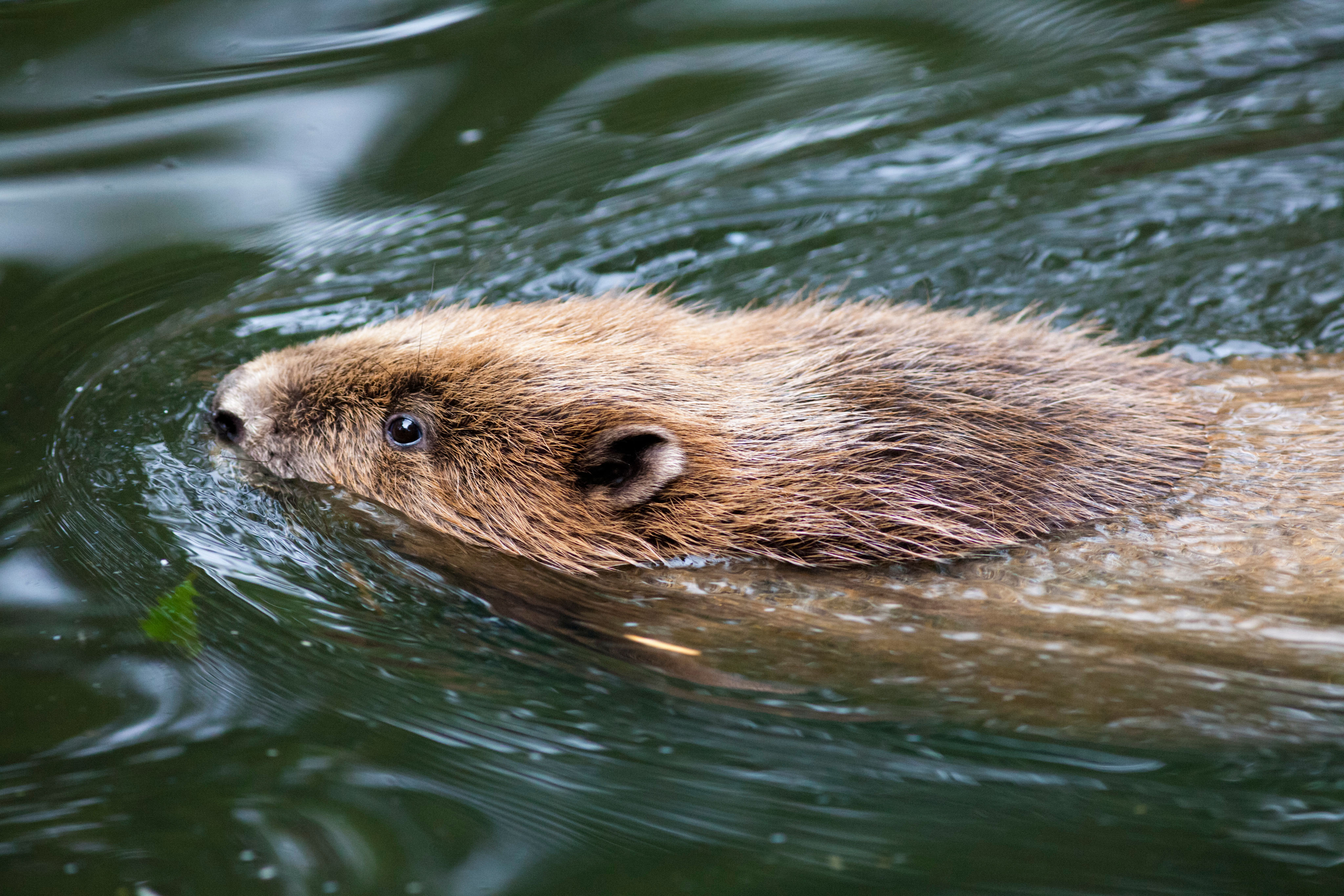 Beavers set to return to Hampshire after 400 years | News - Greatest ...