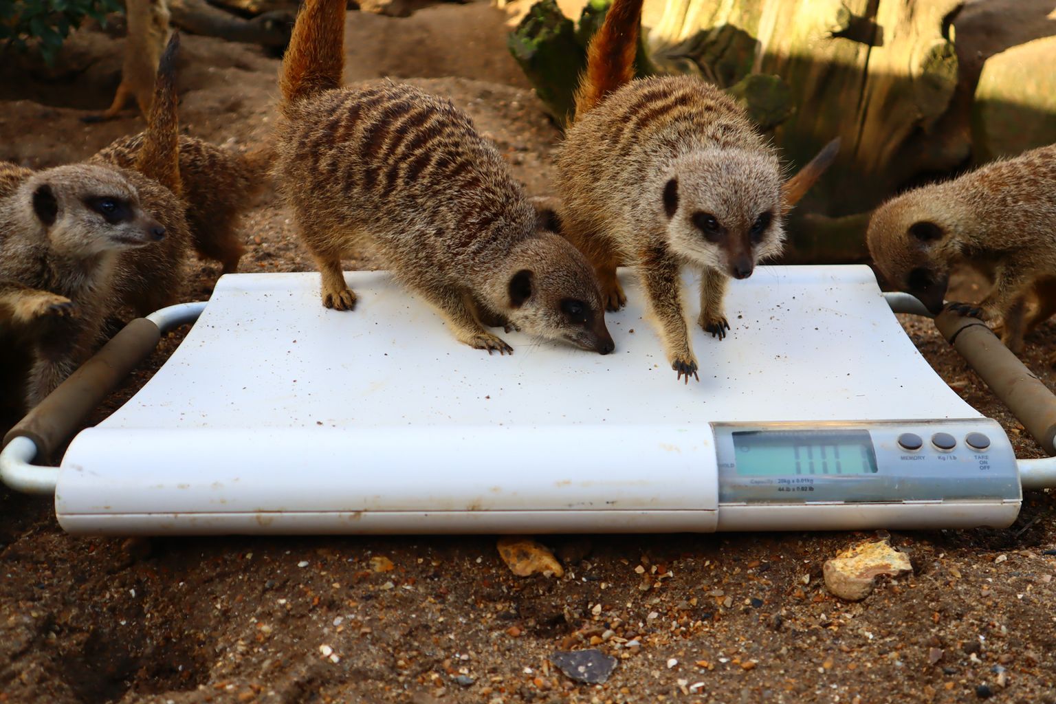East Sussex zoo animals hit the scales for annual weigh-in | News ...