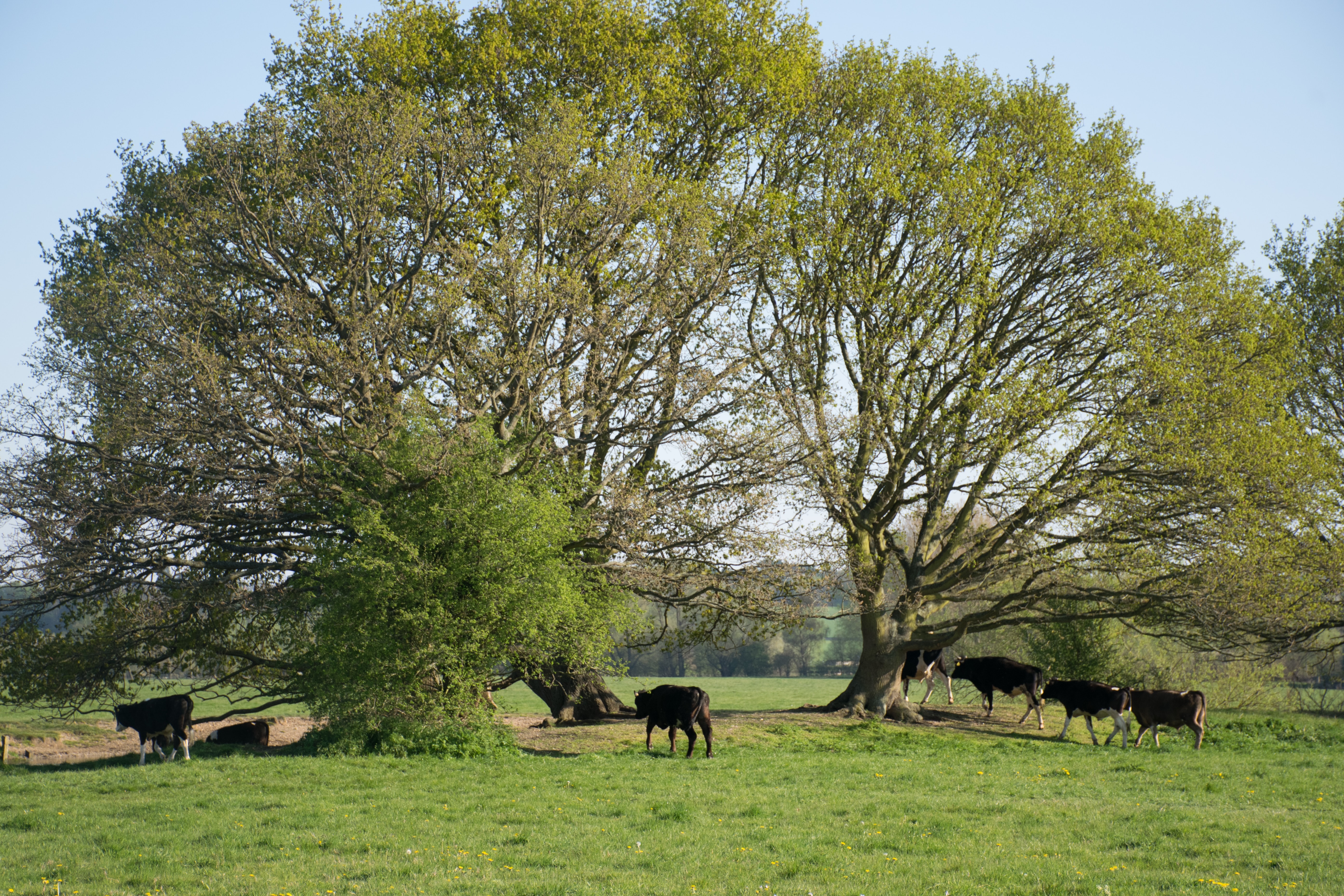 Suffolk County Council to invest £110,000 to protect county's trees and ...