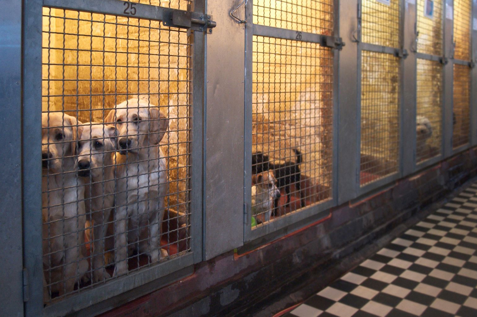 Basingstoke officials crackdown on illegal dog breeders