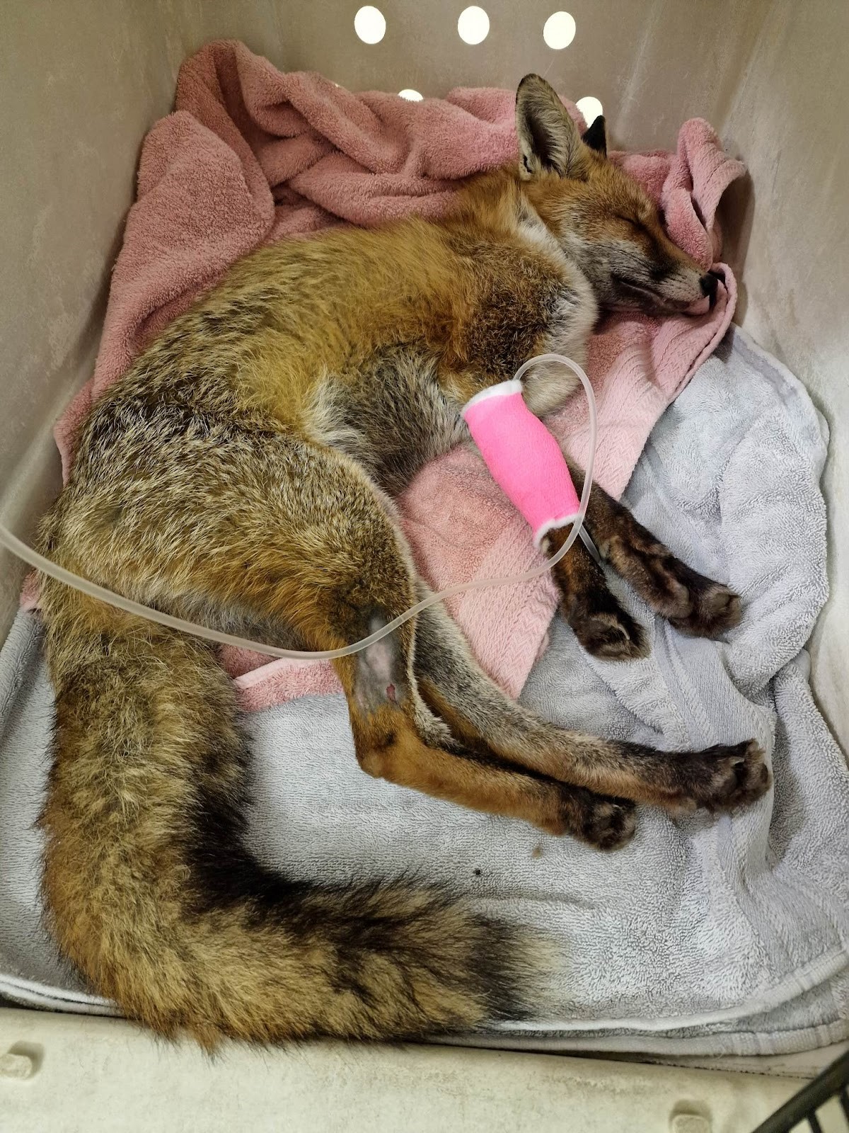 RSPCA appeal for information after fox found poisoned near Norwich ...