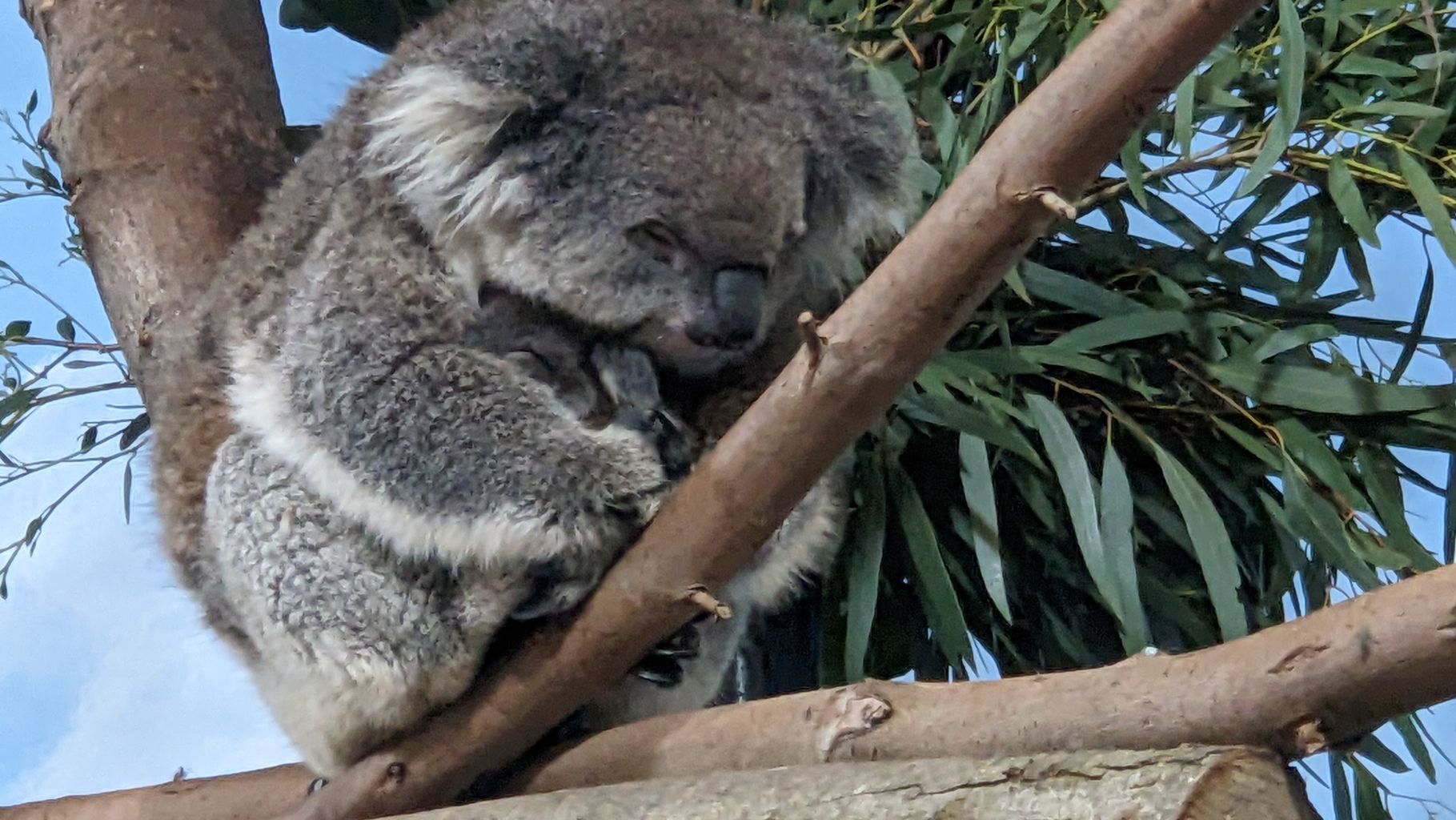Adorable koala joey 'Hazel' has finally made an appearance at Longleat ...