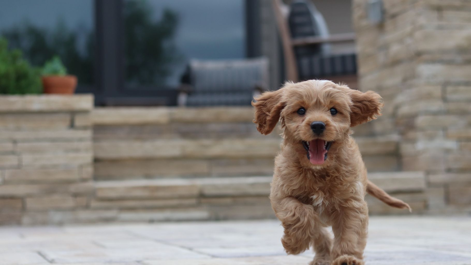 Modern Day Puppy Farming on the rise in our region, says Rutland charity