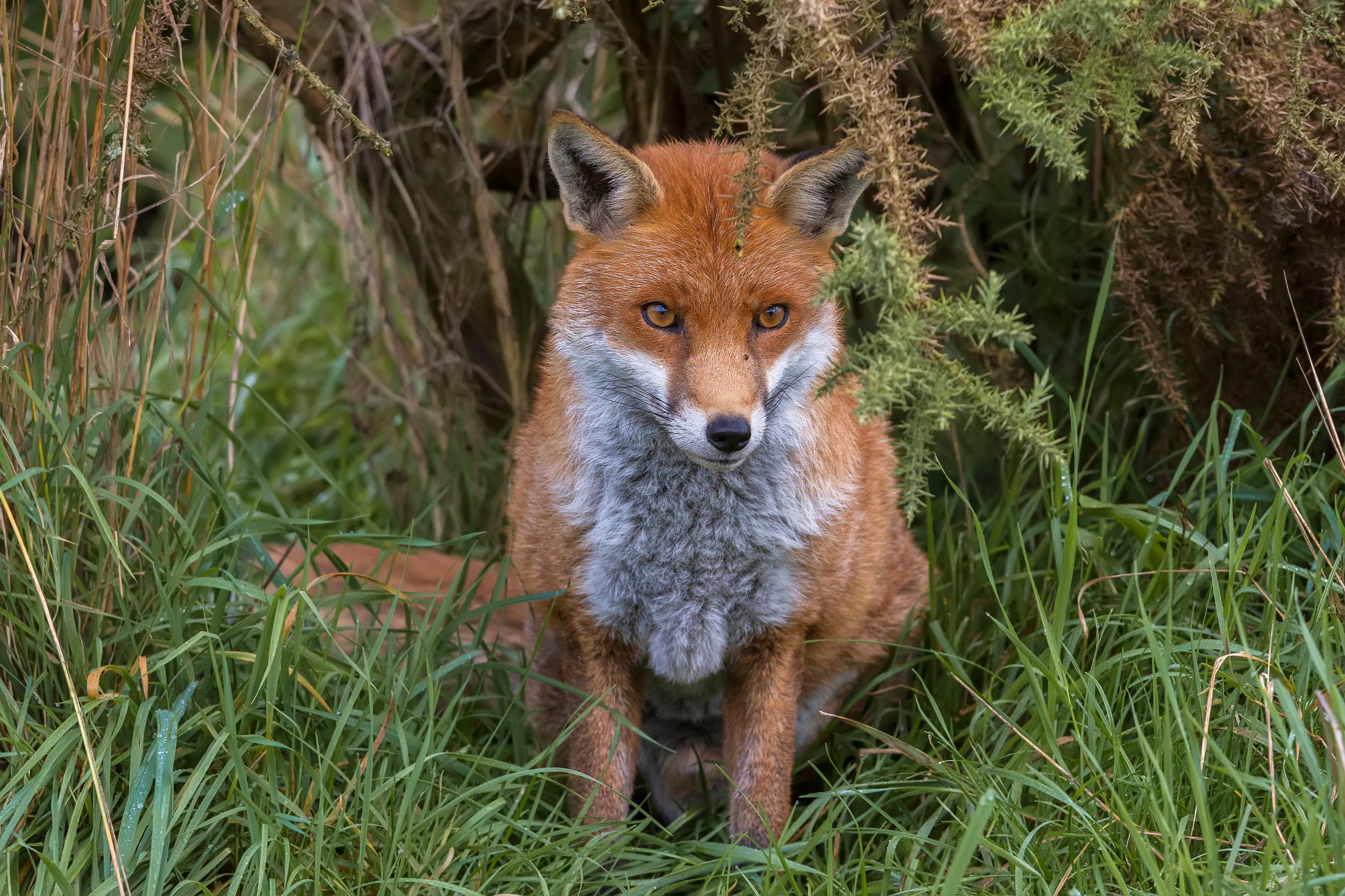 Royal Agricultural University suspends students after RAG week fox stunt