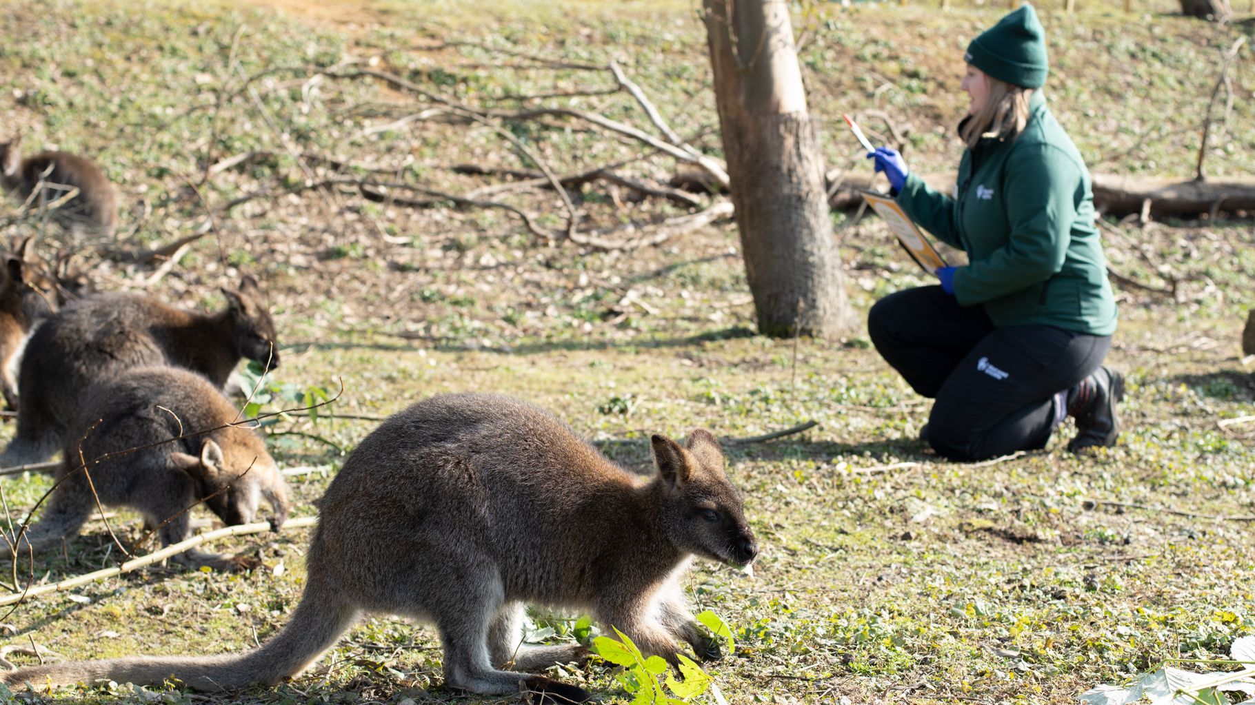 Marwell Zoo conducts annual animal count | News - undefined