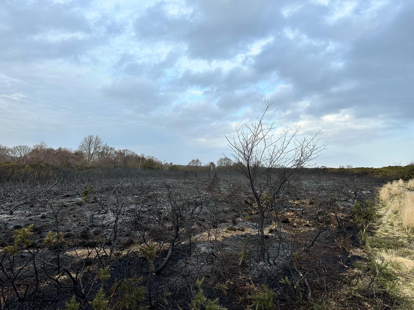 Houses saved after large heath fire at Holt