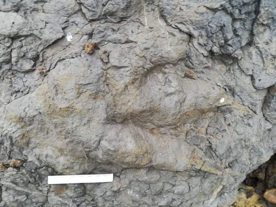 Scarborough man hopes to inspire more fossil collectors after finding ...