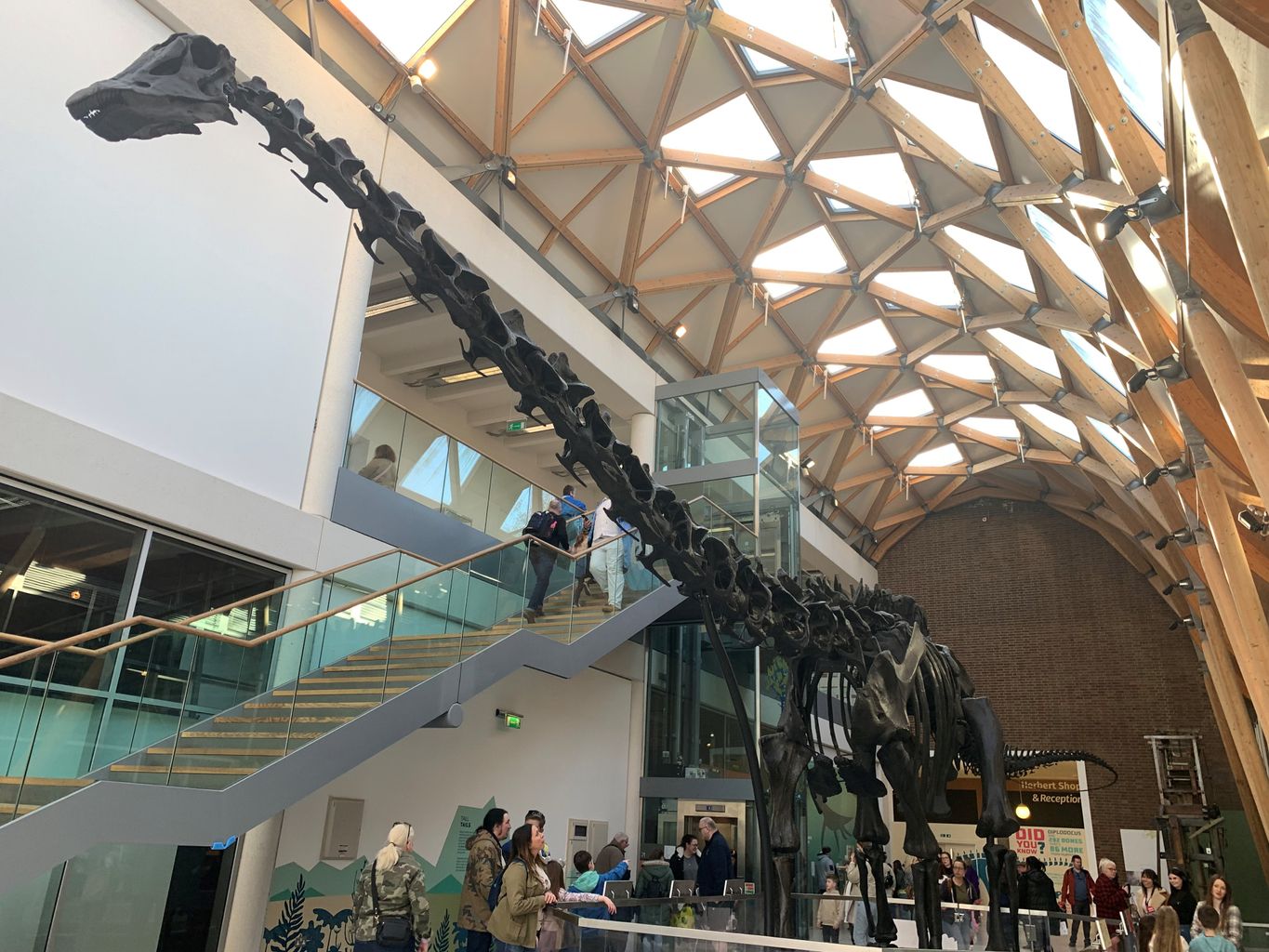 Dippy The Dino Standing Tall In Coventry Museum News Greatest Hits