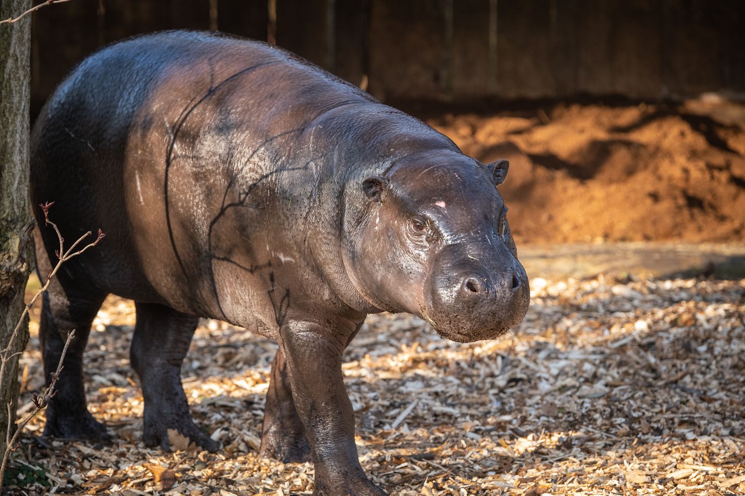 New Pygmy hippo trots into London Zoo breeding programme