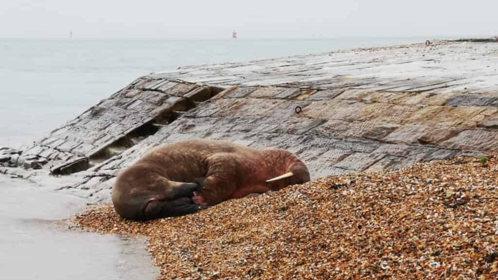 Thor the walrus spotted in Iceland after leaving Hampshire | News ...