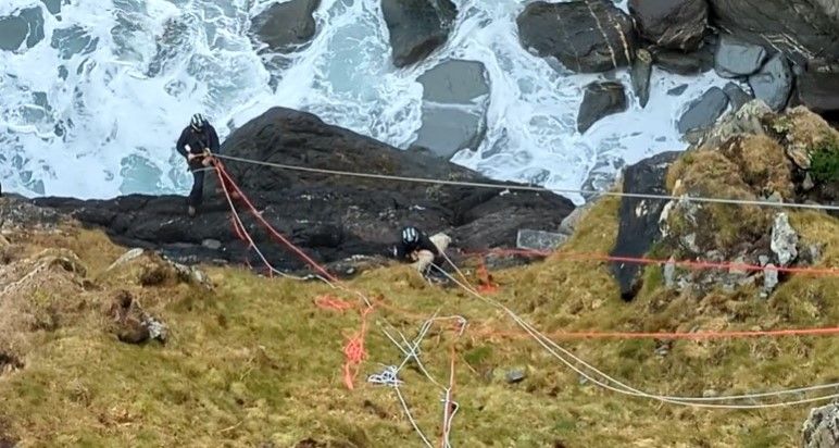 Sheep in RSPCA Cliff Rescue Drama