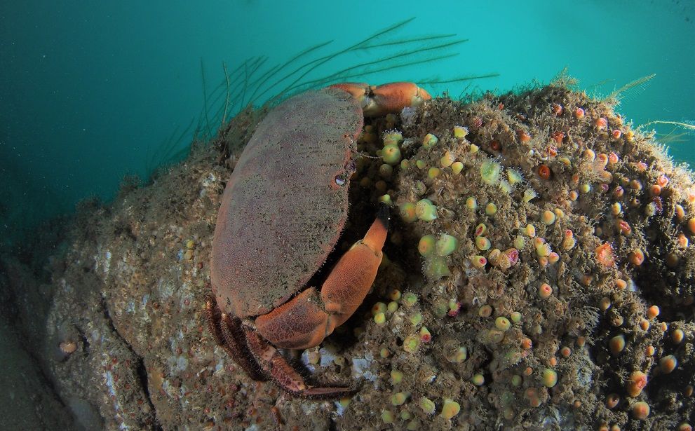 Brown crab could be at risk due to overfishing
