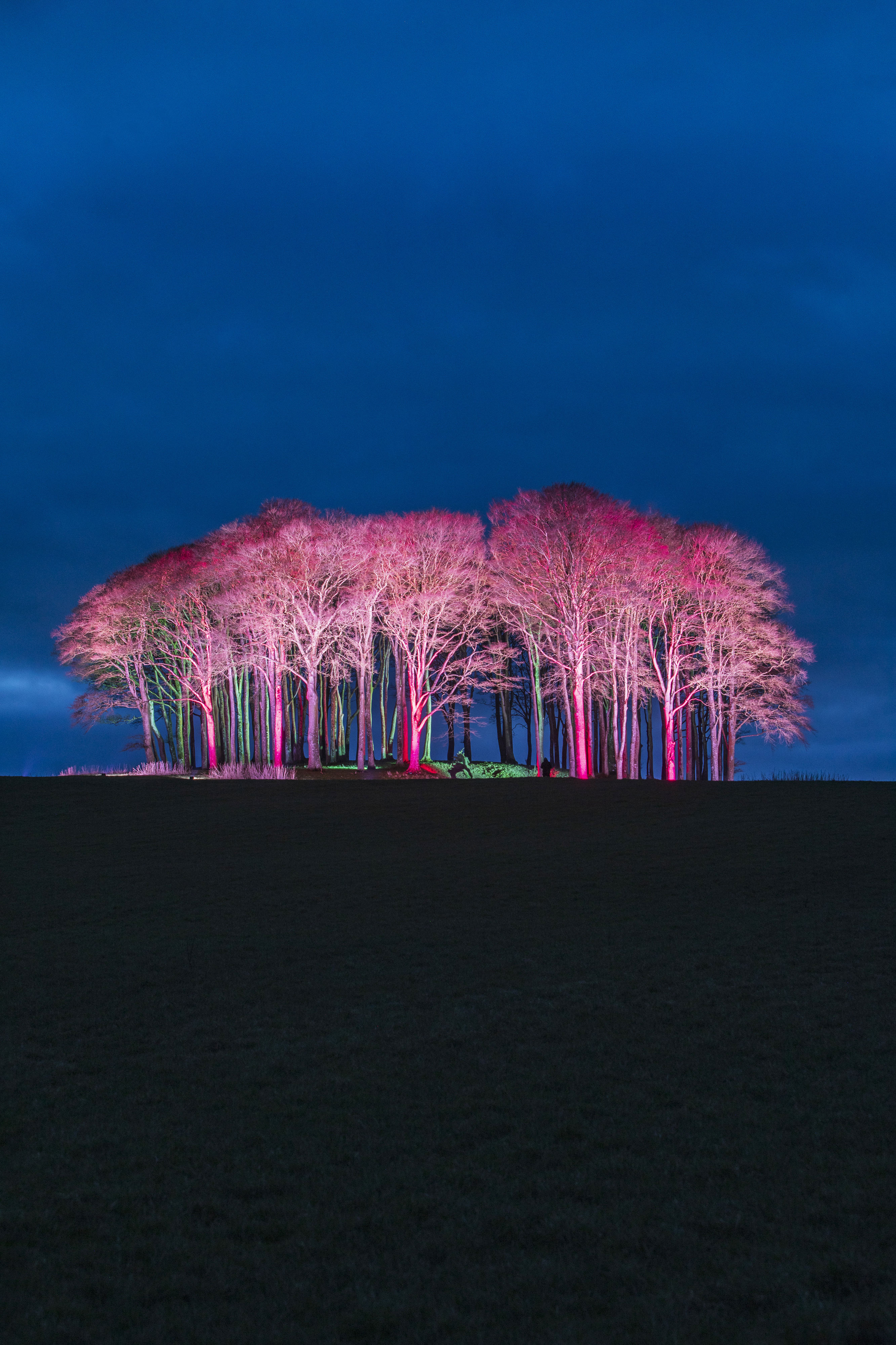 Iconic "coming home trees" near A30 illuminated pink