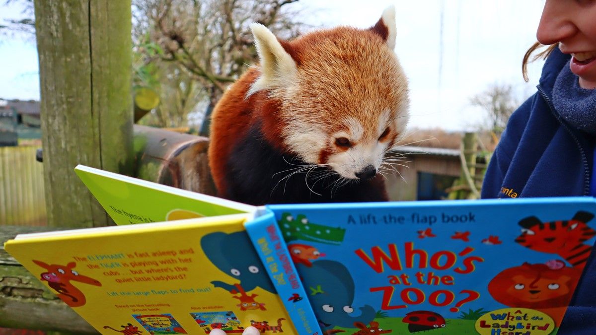 Story time for East Sussex zoo animals on World Book Day | News ...