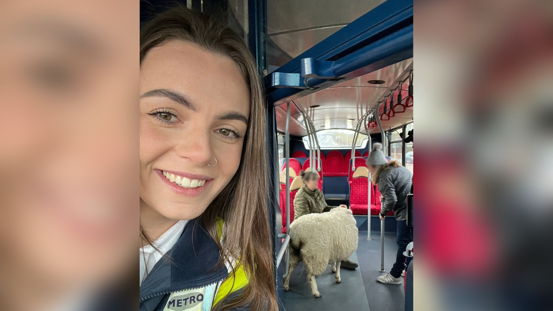 Bus driver rescues sheep from busy dual carriageway | News - Greatest ...