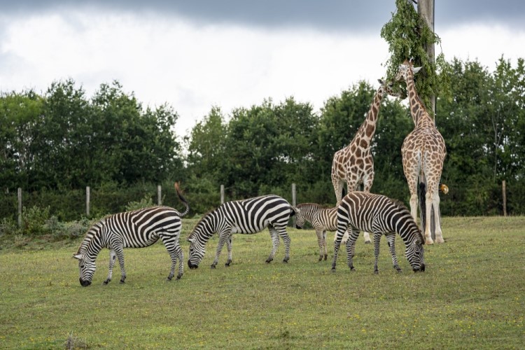 Grazing animals at Marwell Zoo given more food variety | News - undefined