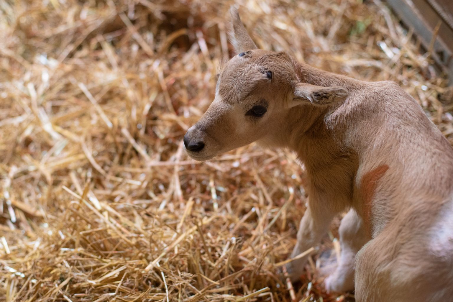 Critically endangered calf born at Marwell Zoo