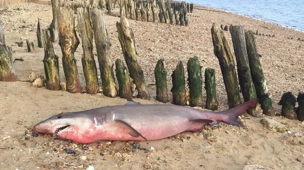 Calls for dead shark's head and tail to be returned | News - undefined