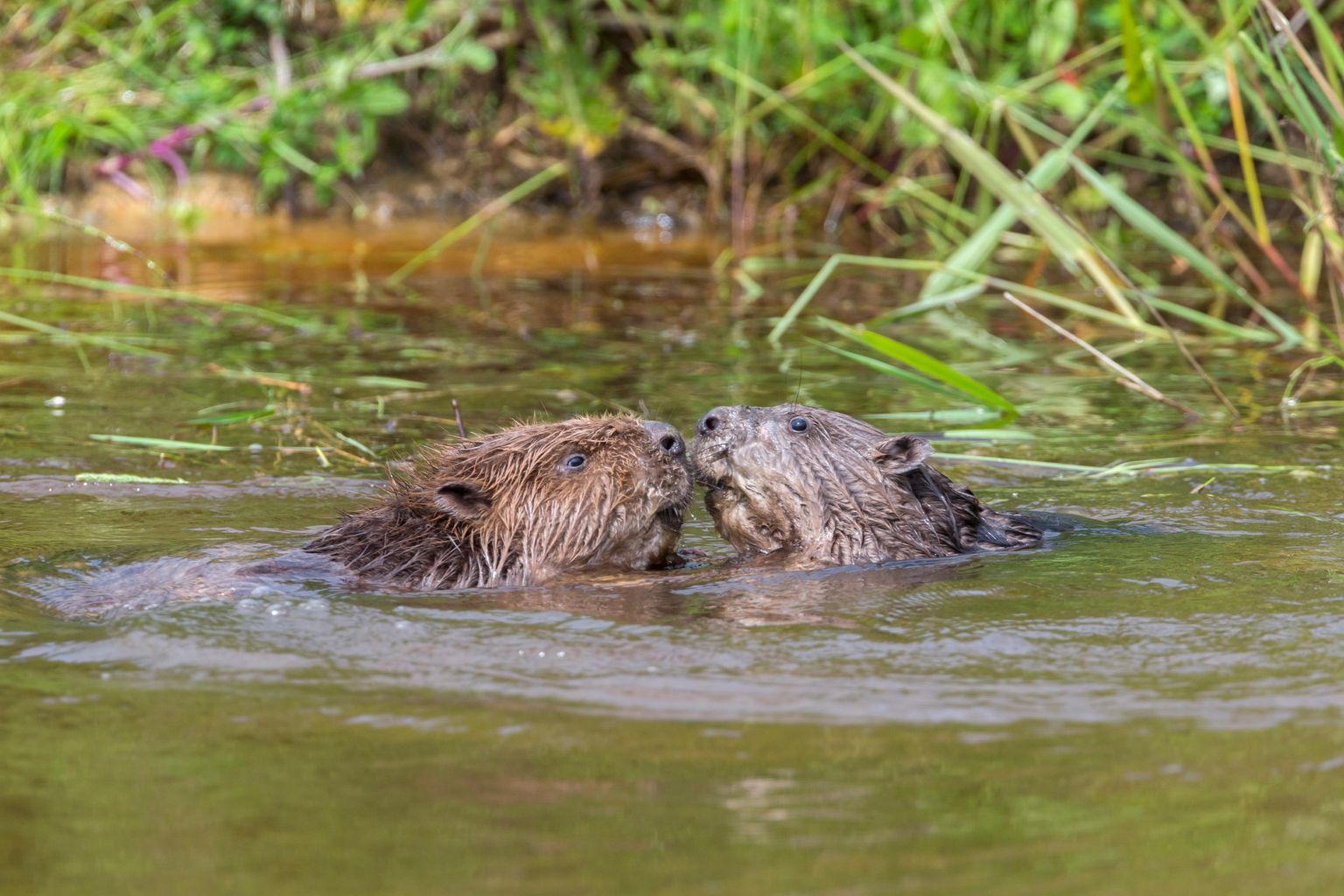 Beavers back in London