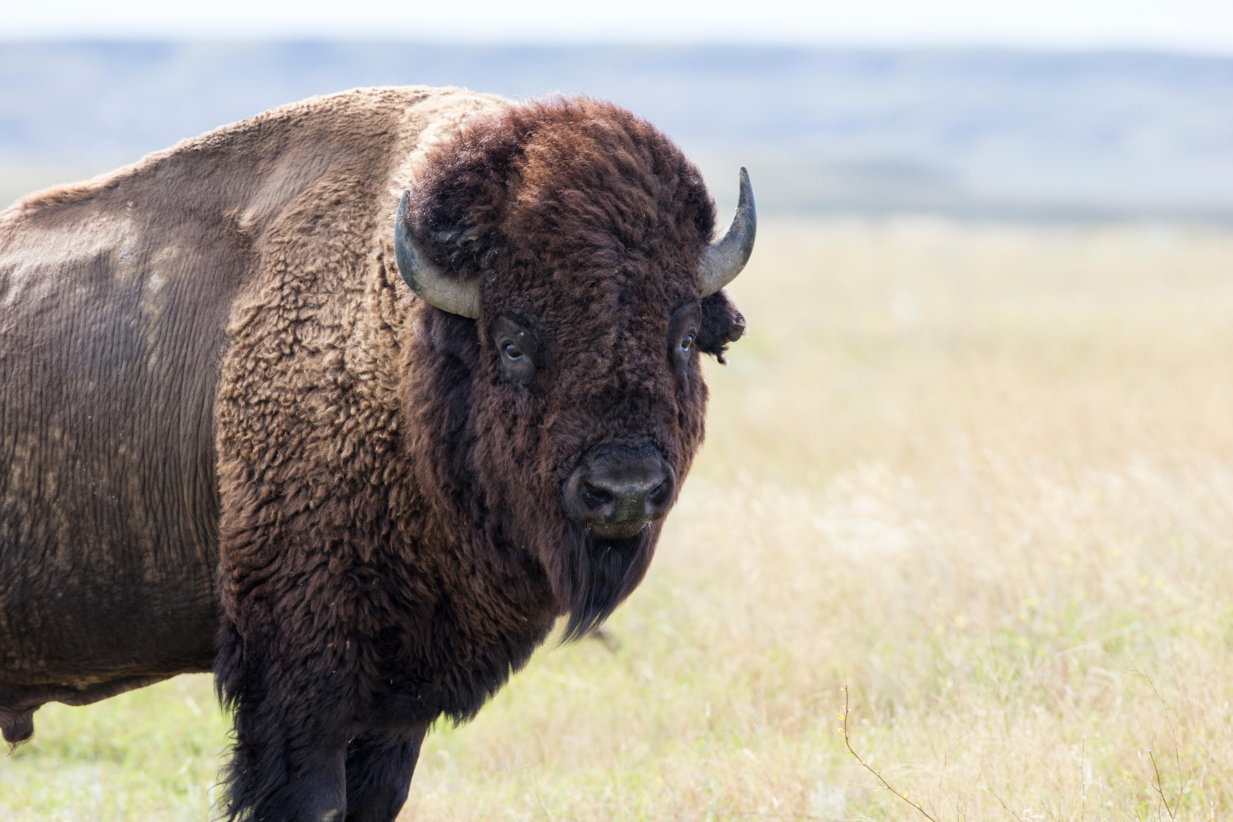 Over 70 dangerous animals privately owned in Wiltshire