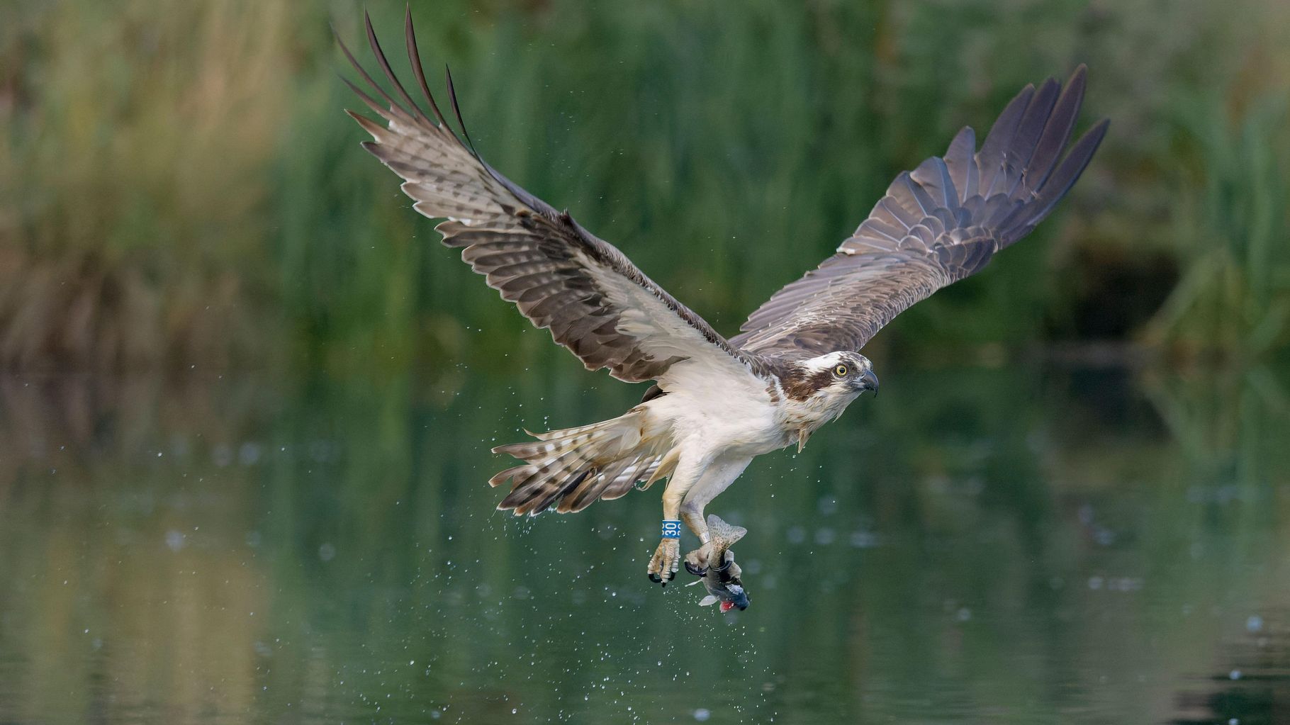 Some of UK's rarest birds return to roost in Rutland