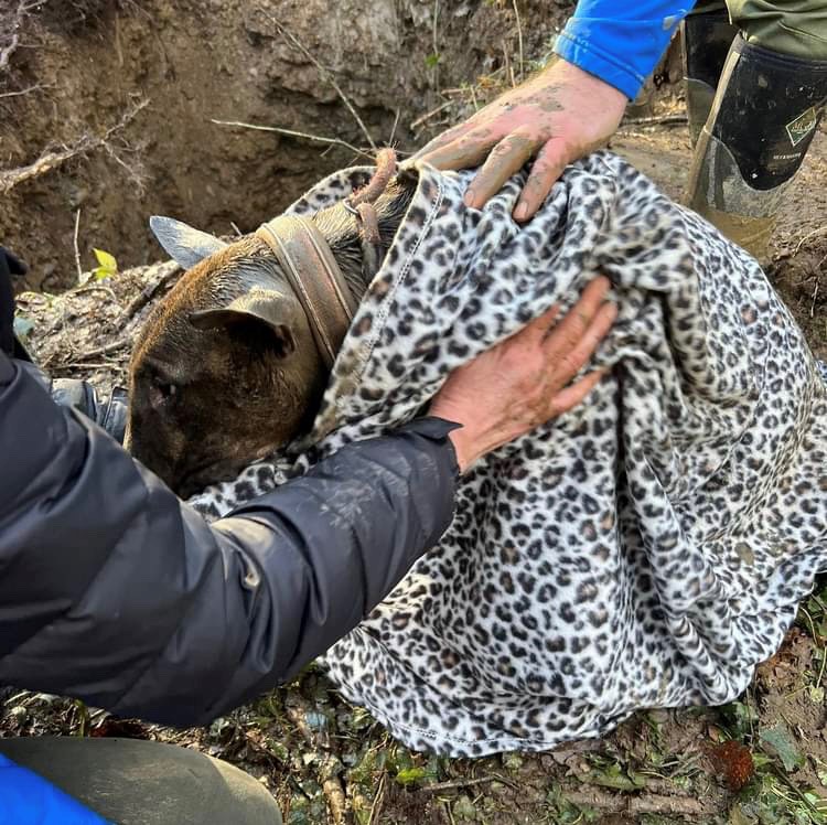 "Amazing team effort": dog trapped in a pipe in Leeds for 40 hours is ...