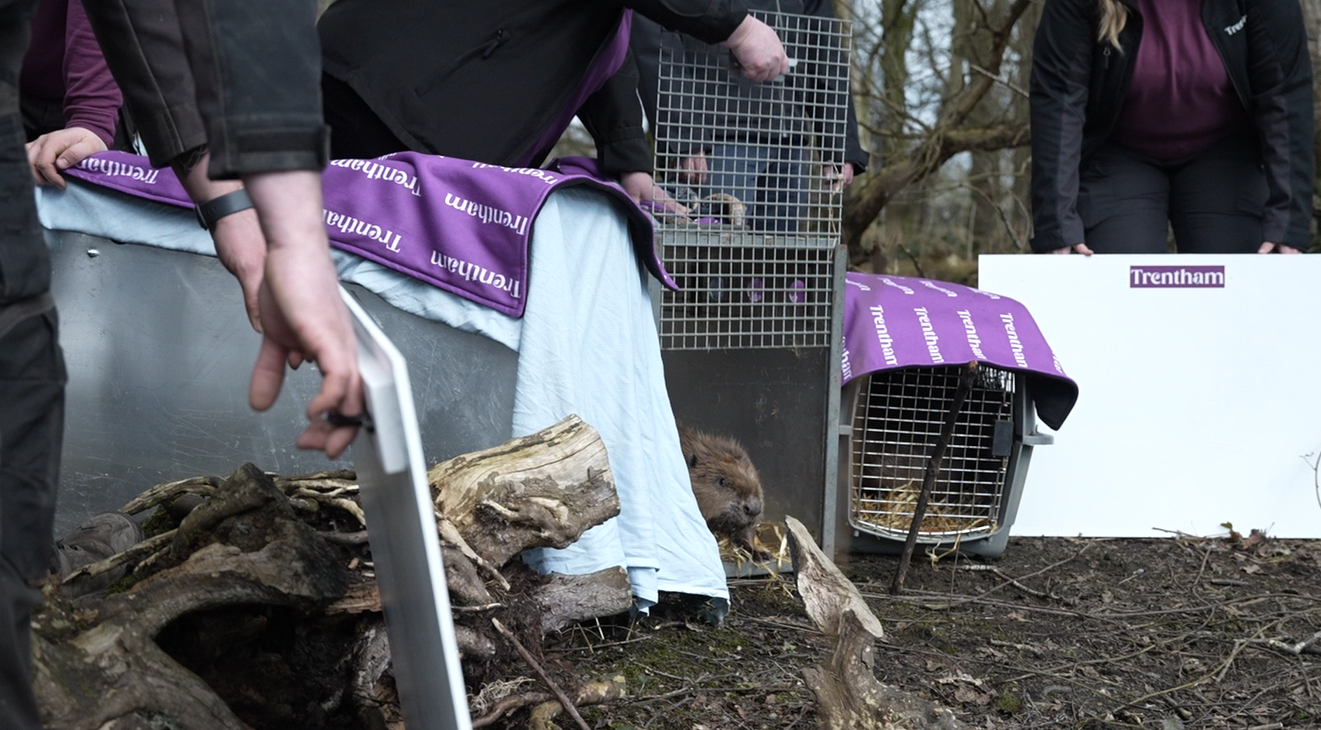 Trentham welcomes British beavers to boost biodiversity | News ...