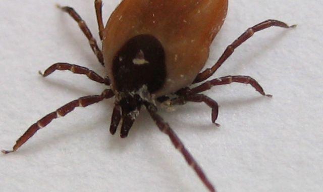 Deadly tick-borne virus detected in Dorset & Hampshire | News - Hits ...