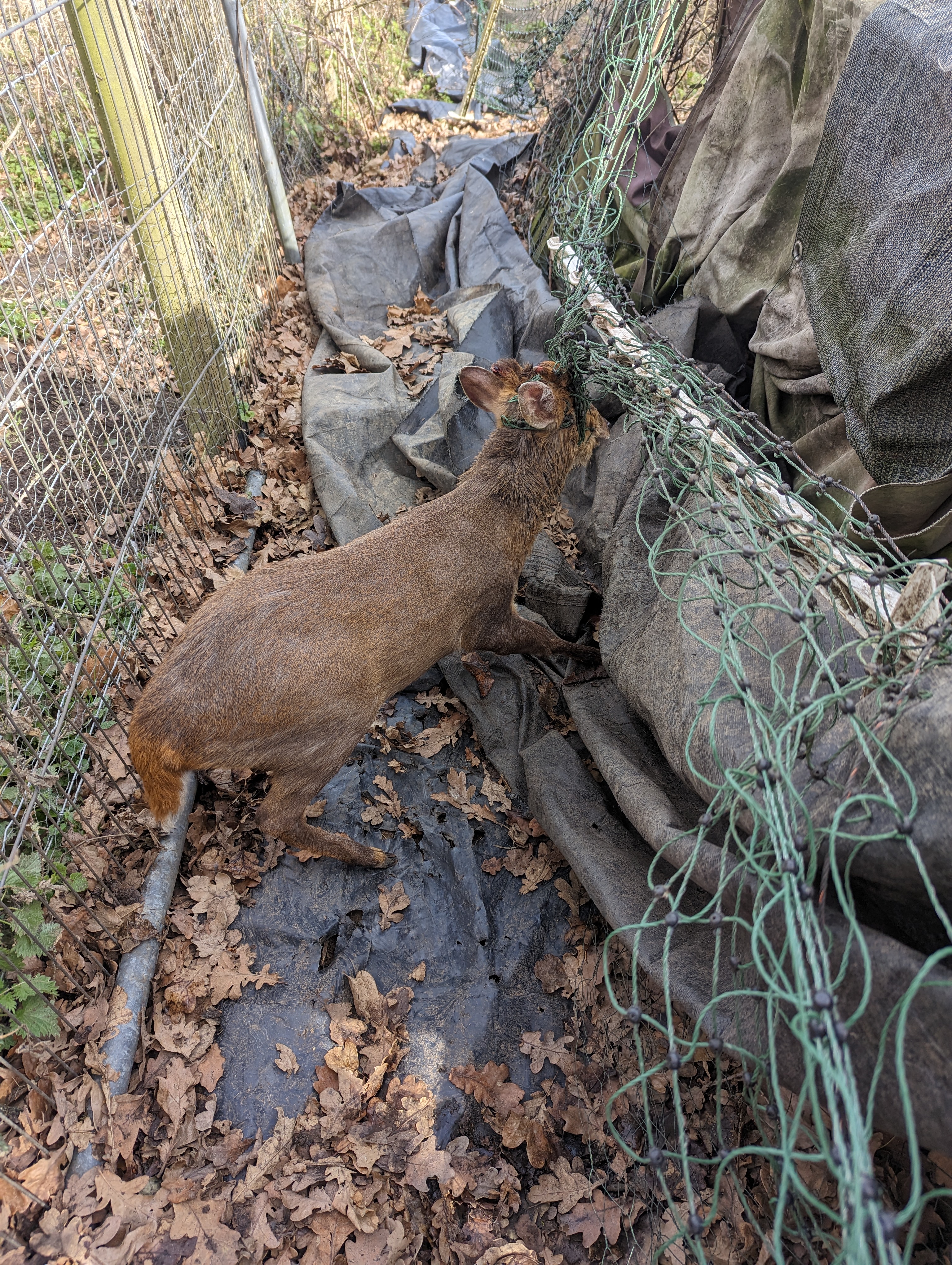 RSPCA rescues deer trapped in fence near Attleborough