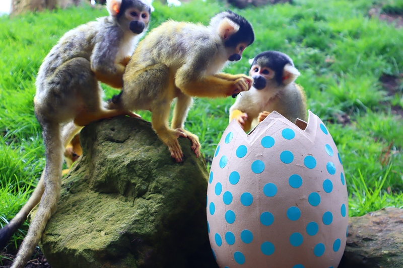 A Sussex Zoo treats animals to bug-filled Easter Eggs | News - Greatest ...