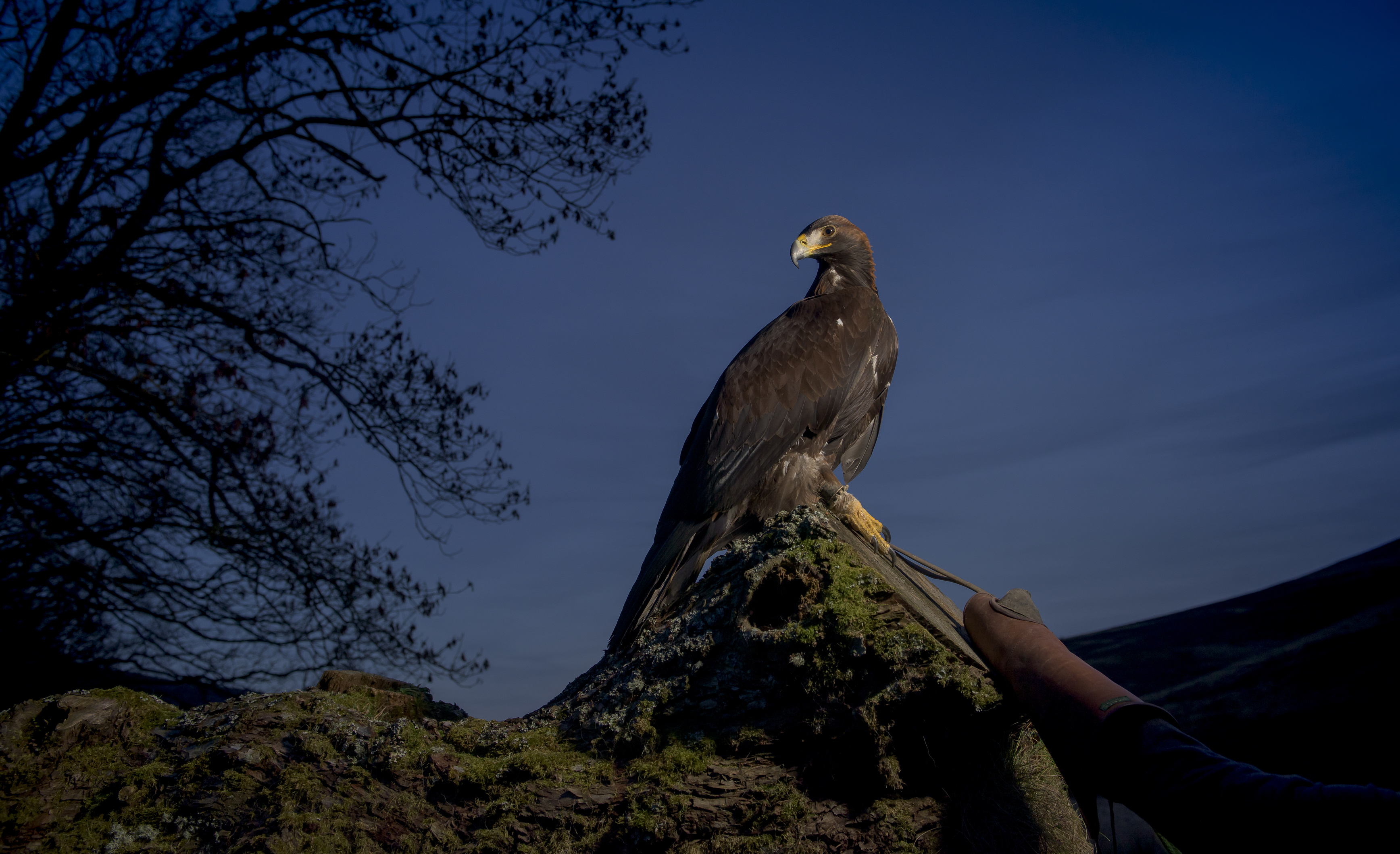 Borders estate champions eyrie first for groundbreaking South of ...