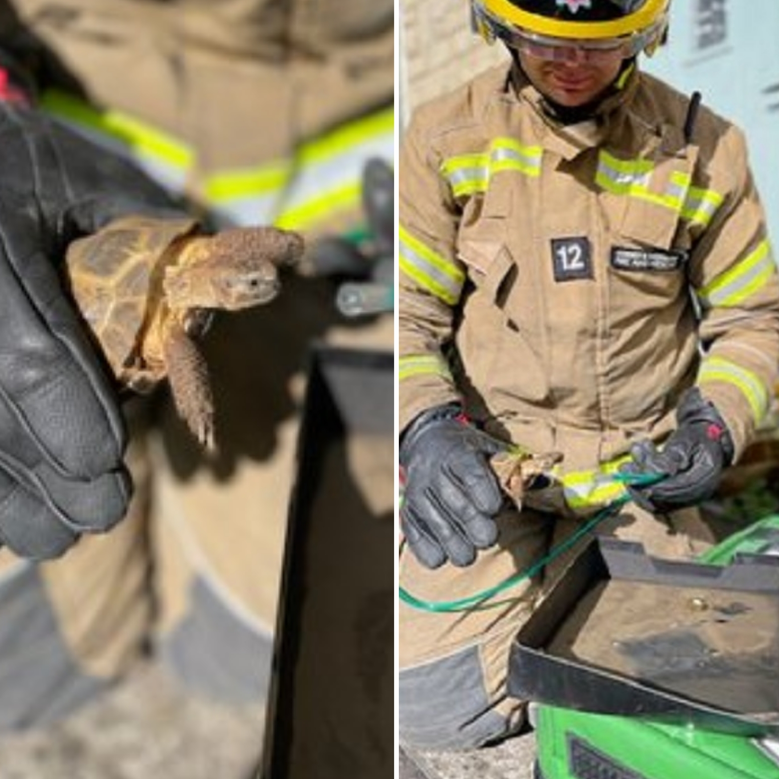 Pet tortoise rescued from Tisbury house fire | GHR Salisbury