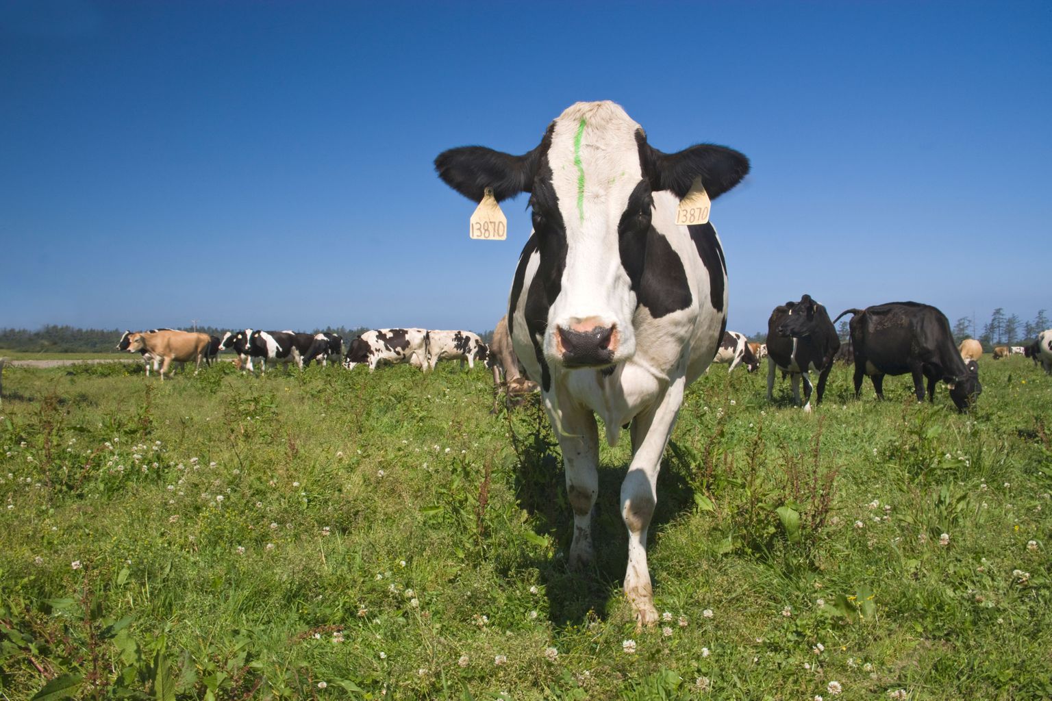 Rutland farmers are backing calls for the Government to make better use ...