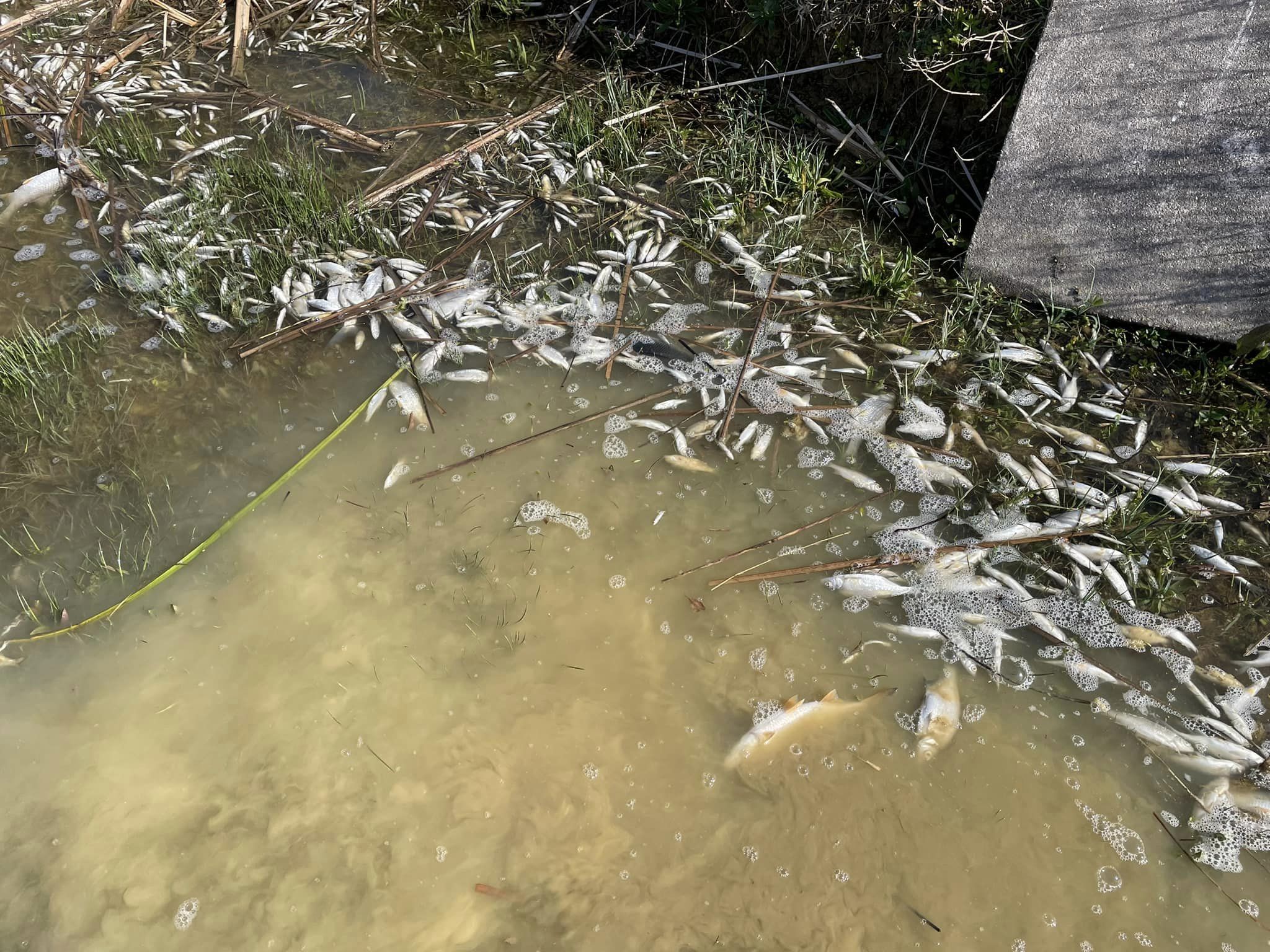 Large number of dead fish found in Dorset angling lakes