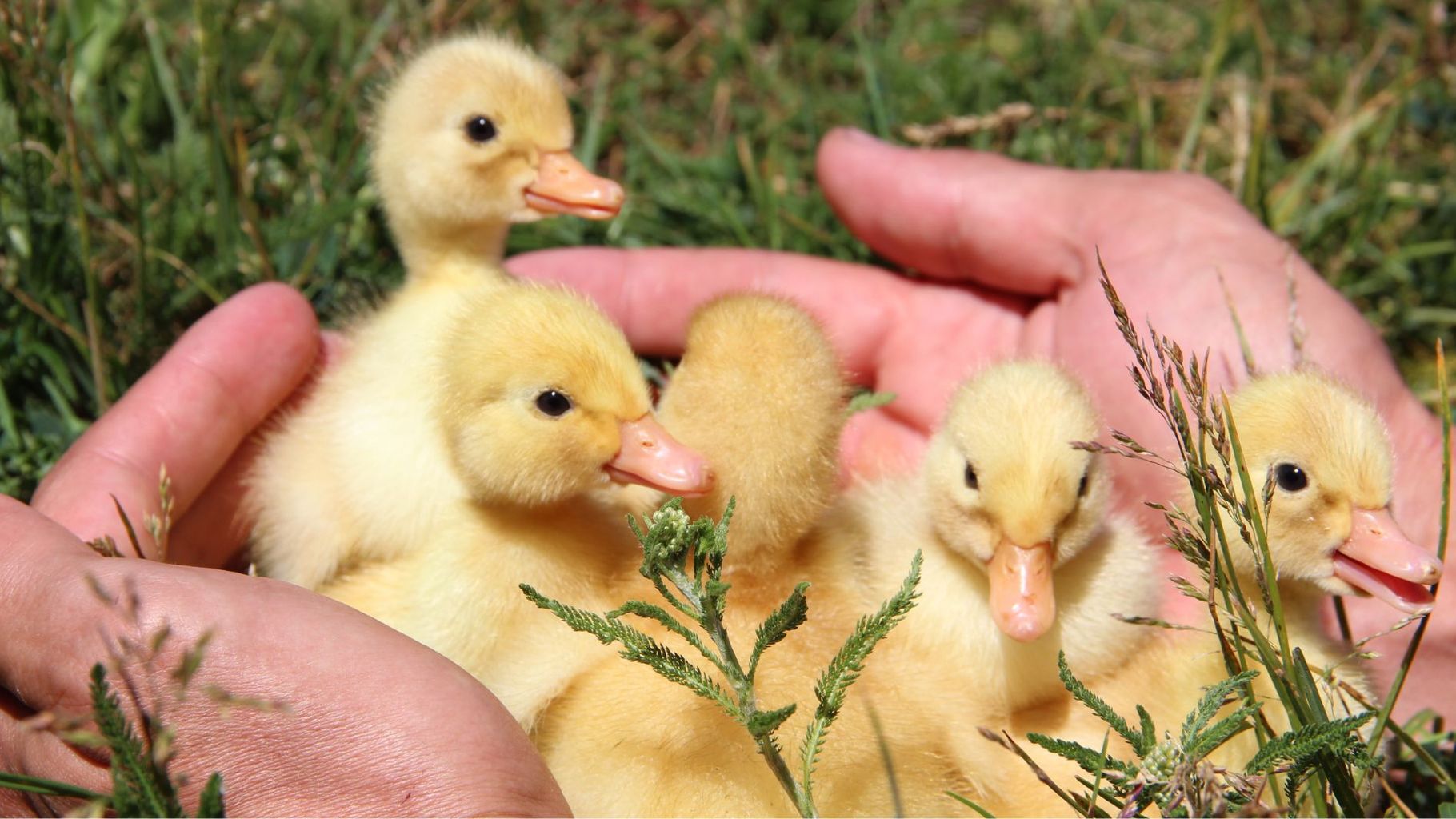 Ducklings rescued from Swaffham drain | News - Greatest Hits Radio ...