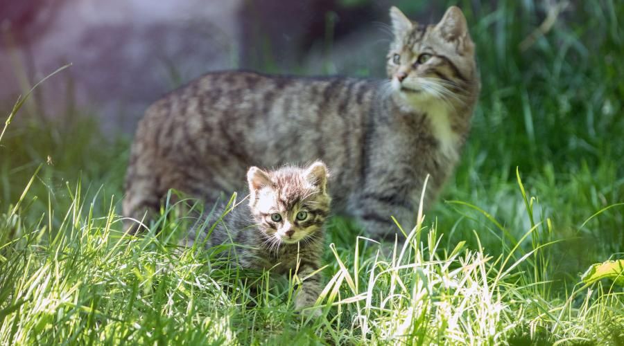 Can Scotland's wildcats survive? | News - MFR