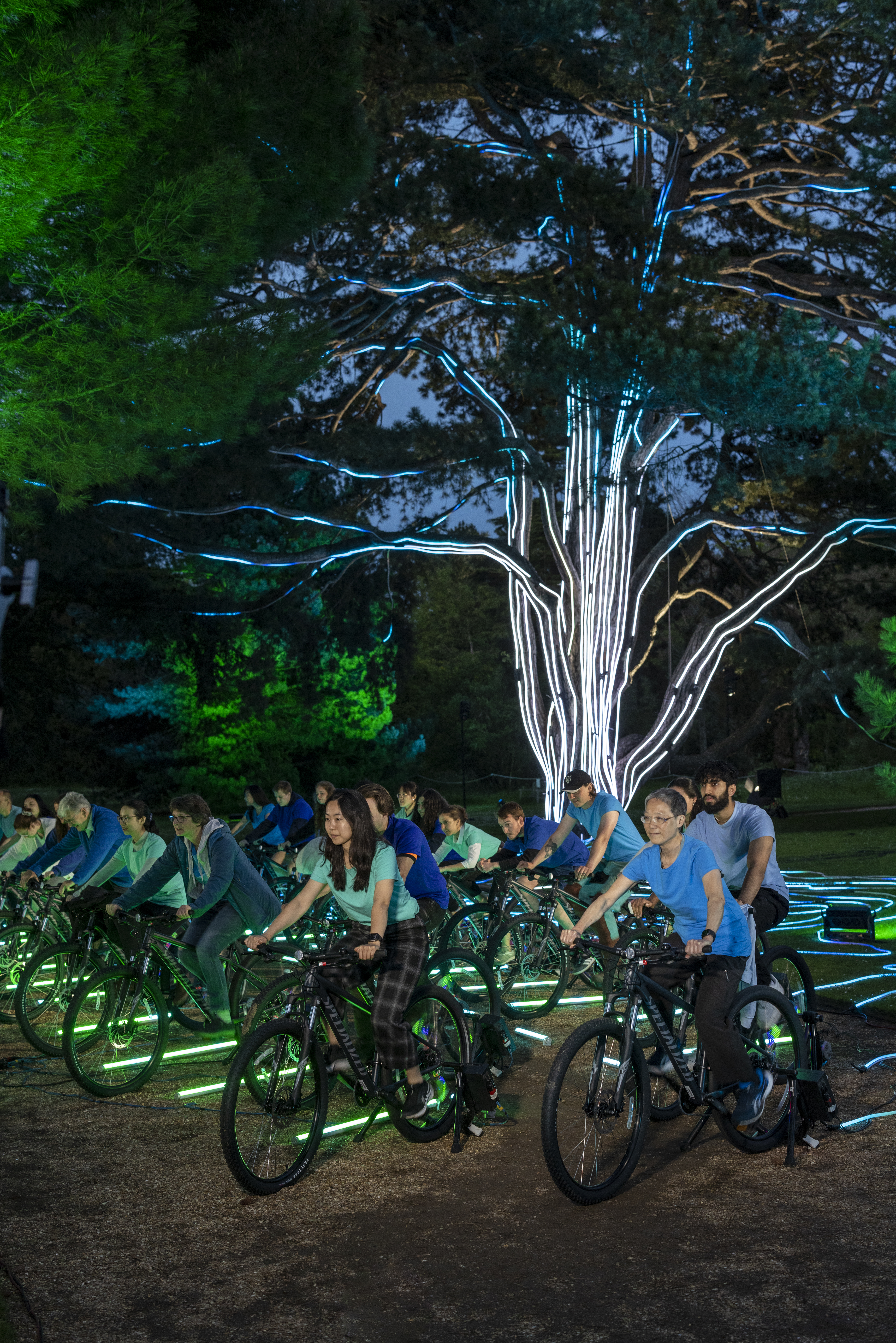 Ancient Cambridge tree lit up by pedal power