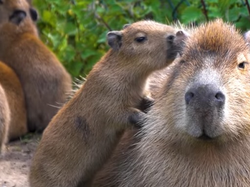 Four capybara pups born at Jimmy's Farm in Suffolk | News - Greatest ...