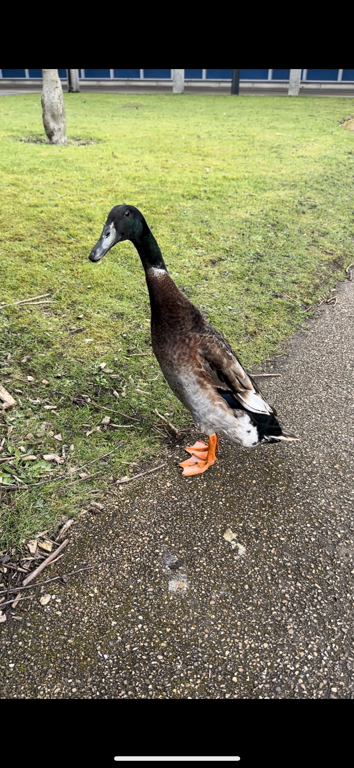 Uni of York say famous campus duck presumed dead