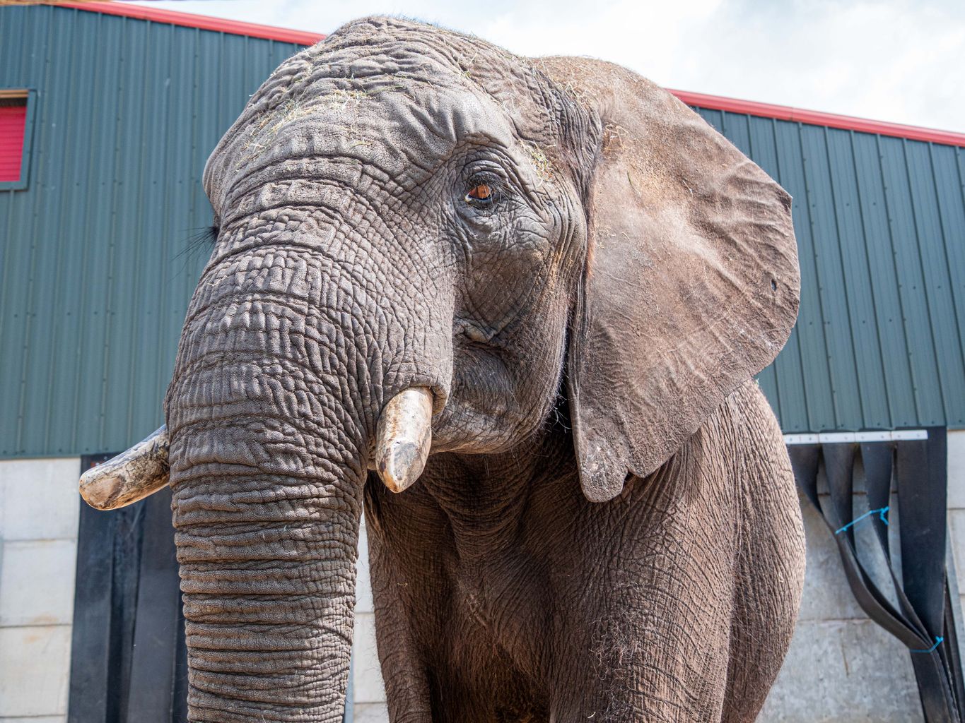 Noah's Ark Zoo Farm welcomes Sutton the Elephant