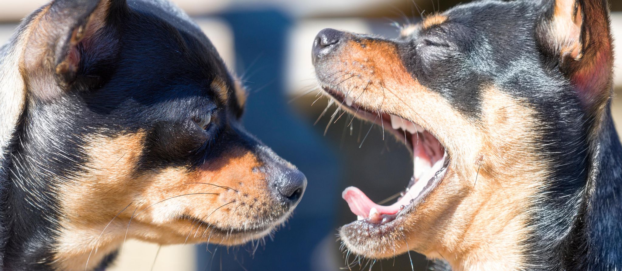 Dogs' barking saves owners from house fire in Takeley | News - Greatest ...