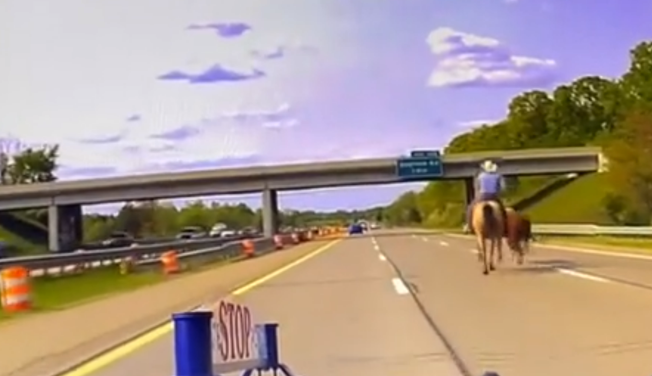 The INCREDIBLE moment cowboy lassoes escaped cow on US freeway