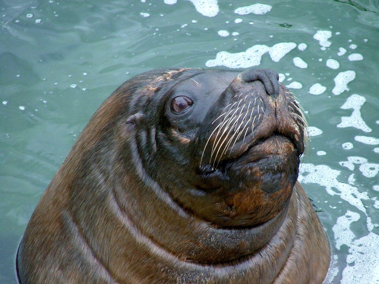 Cornish Seal Sanctuary 'seals off' winter pup season