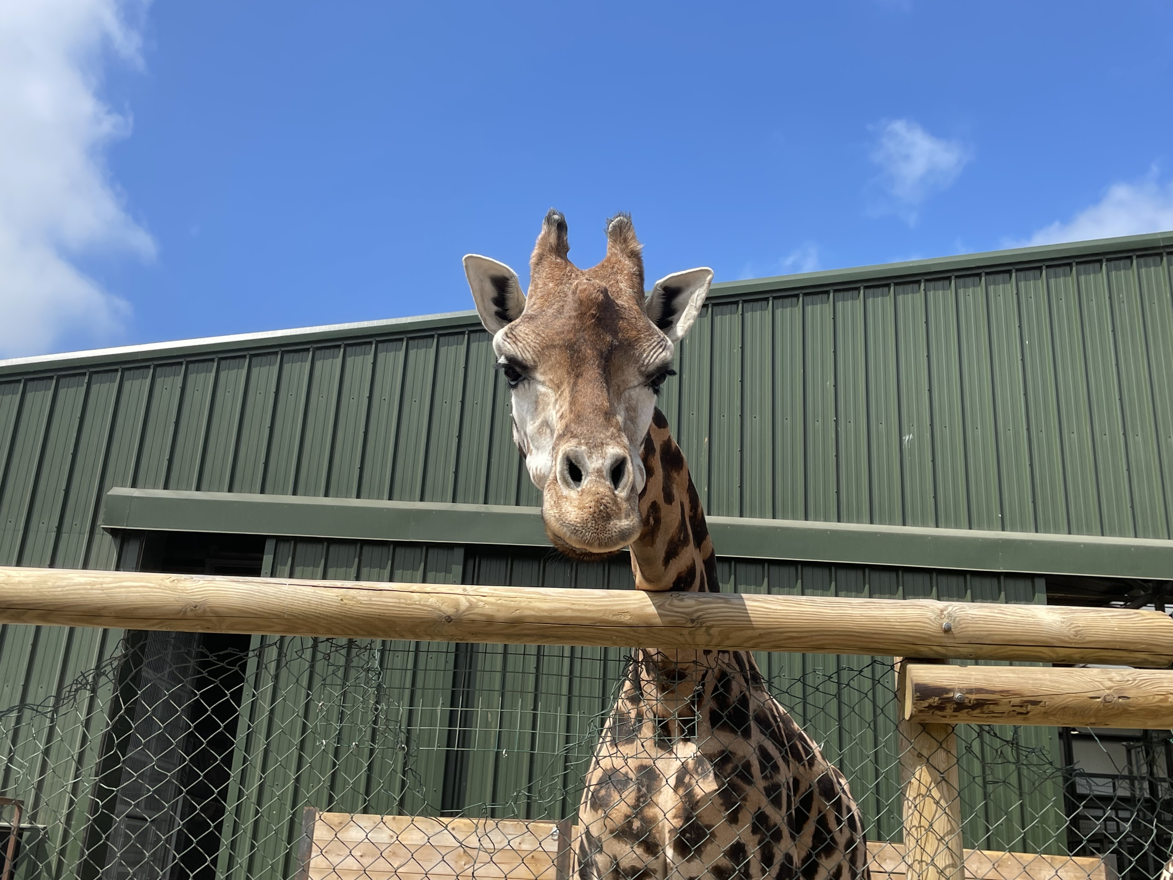 New study shows which animals enjoy seeing visitors at the zoo | News ...