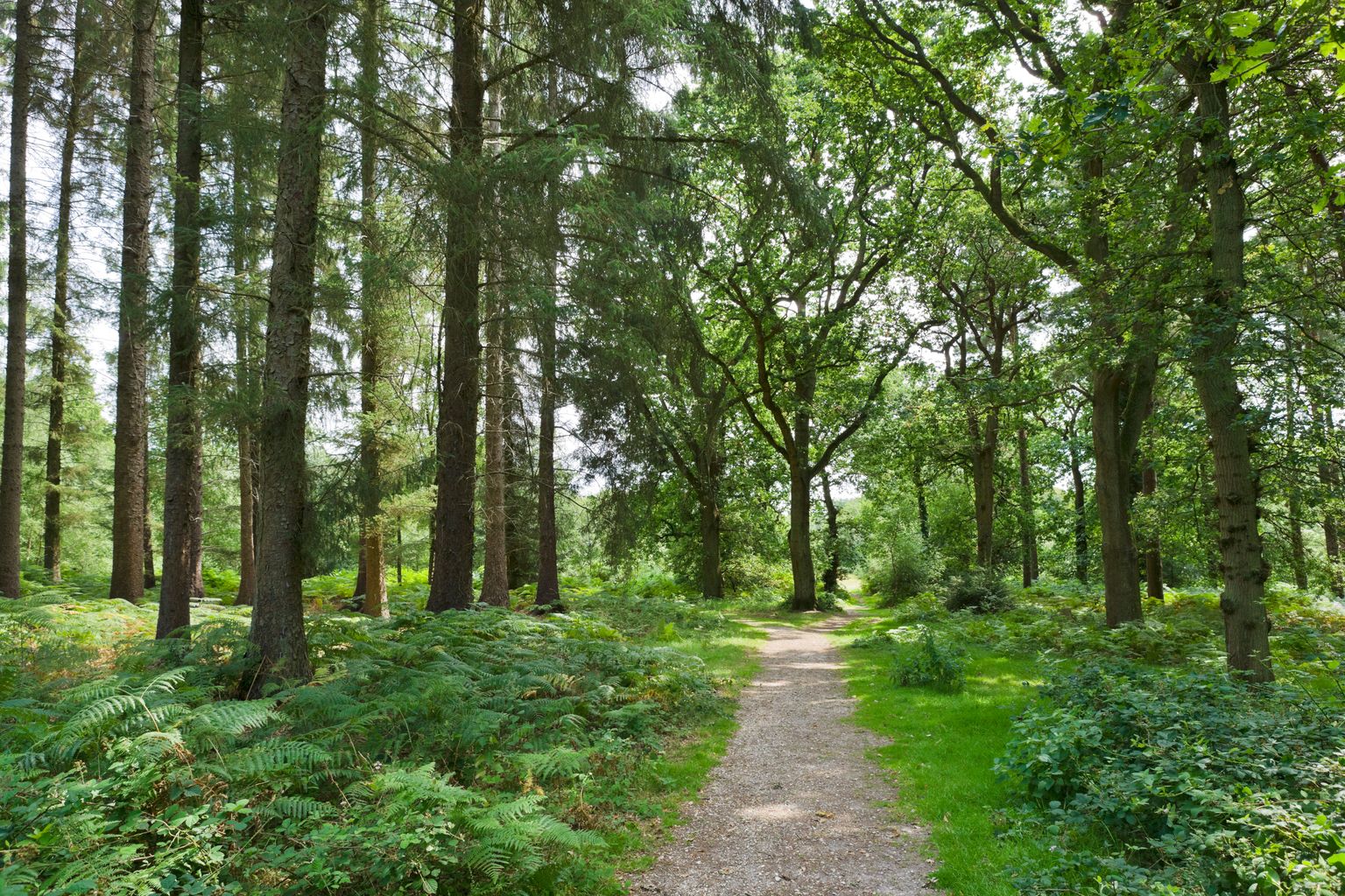 More wildflower areas in the New Forest to increase biodiversity | GHR ...