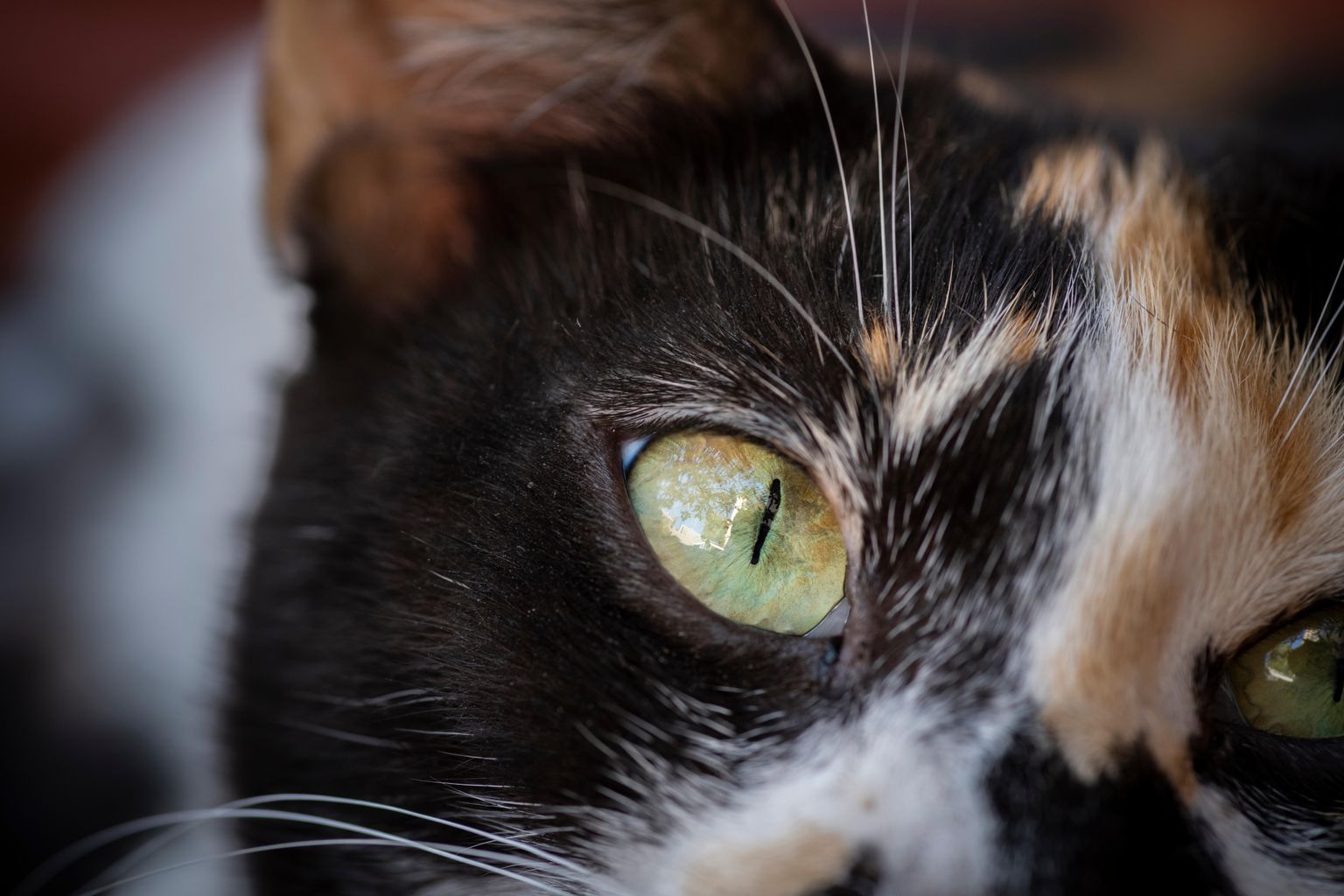 Campaign to give cats the same legal protections as dogs gathers pace