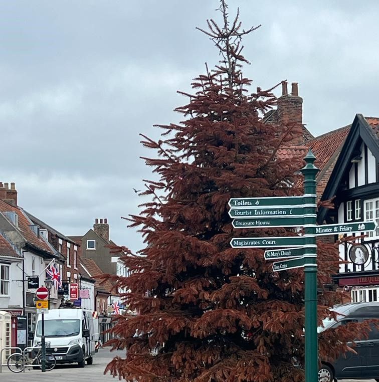 Christmas tree still up in Beverley because of nesting bird